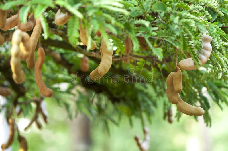 Tamarinde stock afbeelding. Image of eten, gezondheid - 51774771