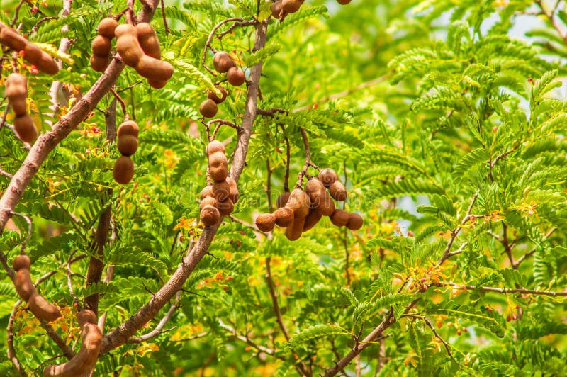 Tamarinde Op De Installatie Van De Bomenaard Stock Afbeelding - Image ...