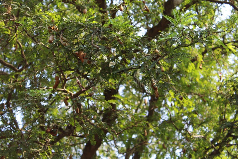 De Vruchten Van De Tamarindeboom Stock Afbeelding - Afbeelding ...