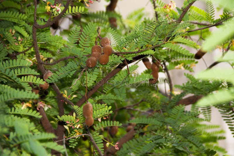 Tamarindeboom stock foto. Image of zoet, plantaardig - 32249320