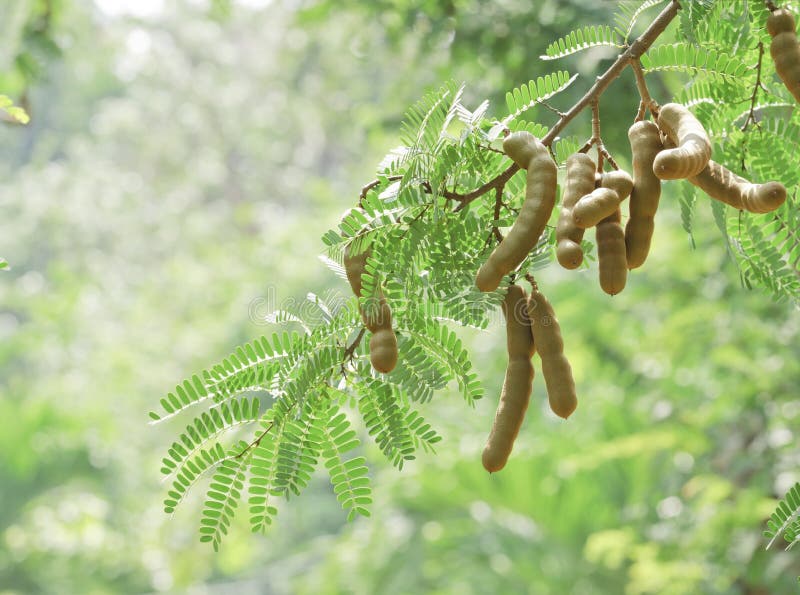 Tamarindeboom stock afbeelding. Image of schijfjes, kruid - 48850283