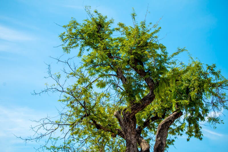Tamarindeboom (Tamarindus Indica) Stock Foto - Image of geïsoleerd ...