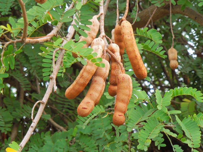 Tamarindeboom stock foto. Image of zoet, plantaardig - 32249320