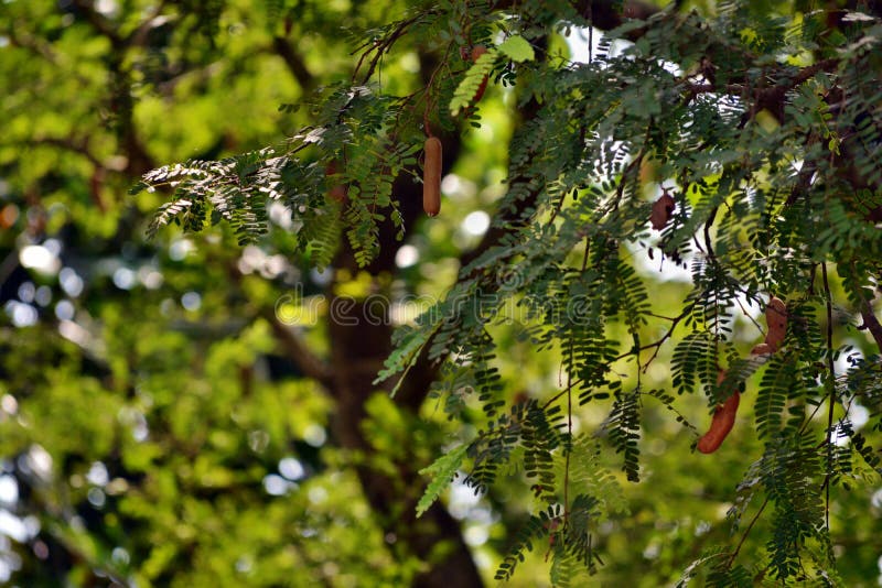 Tamarindeboom Met Klaar Om Vruchten Te Plukken Stock Foto - Image of ...