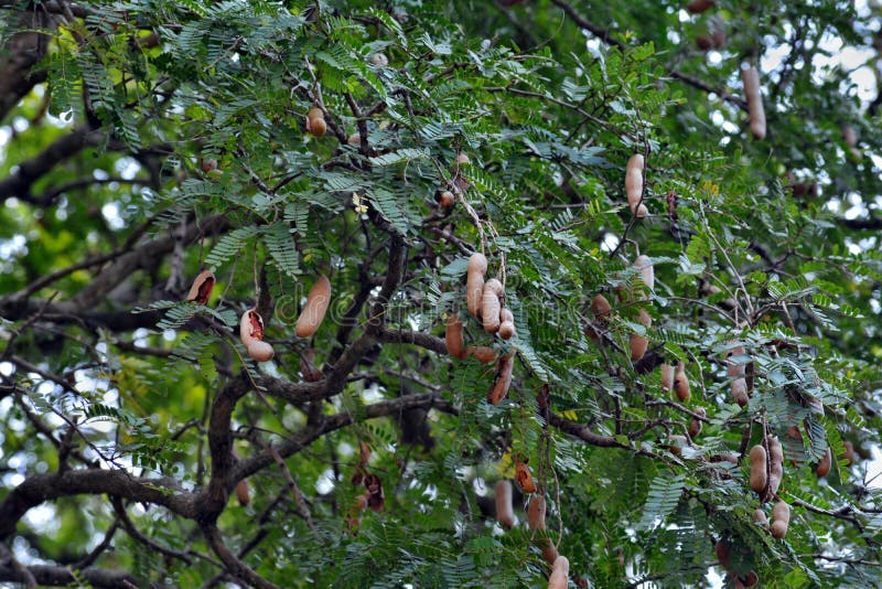 Tamarindeboom Met Klaar Om Vruchten Te Plukken Stock Foto - Image of ...