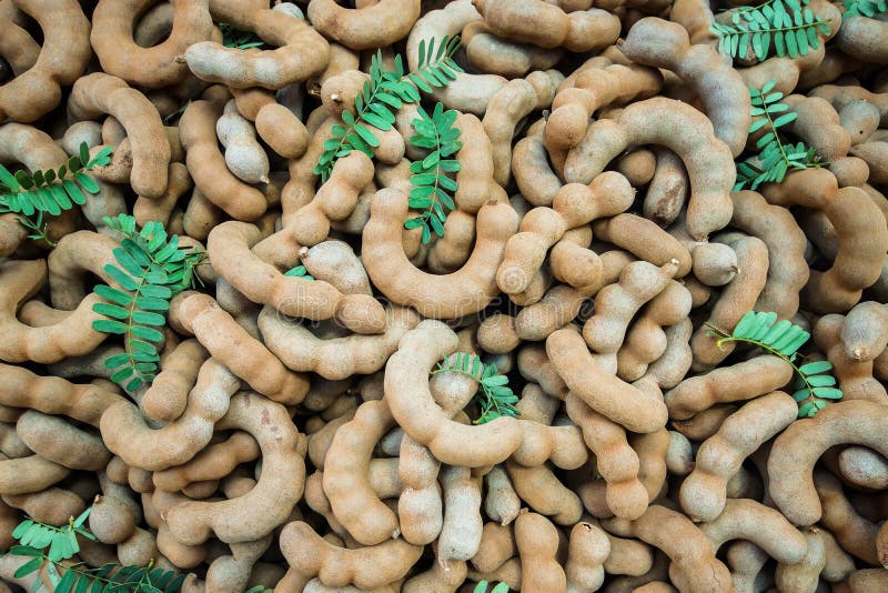 Frische Tamarinden Und Blätter Stockfoto - Bild von getreide ...