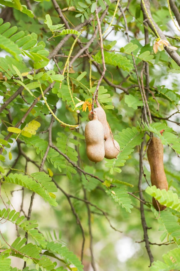 Tamarindenbaum stockfoto. Bild von getreide, frech, nahrhaft - 55977018