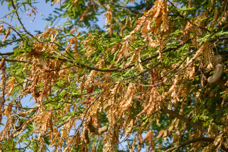 Tamarindenbaum im Garten stockfoto. Bild von frisch - 119381502