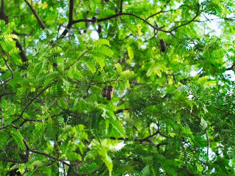 Tamarindenbaum (Tamarindus Indica) Stockbild - Bild von blätter, park ...