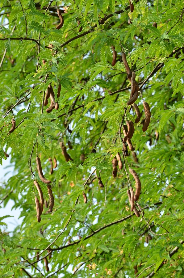 Tamarindo en árbol foto de archivo. Imagen de fruta, verde - 24869766