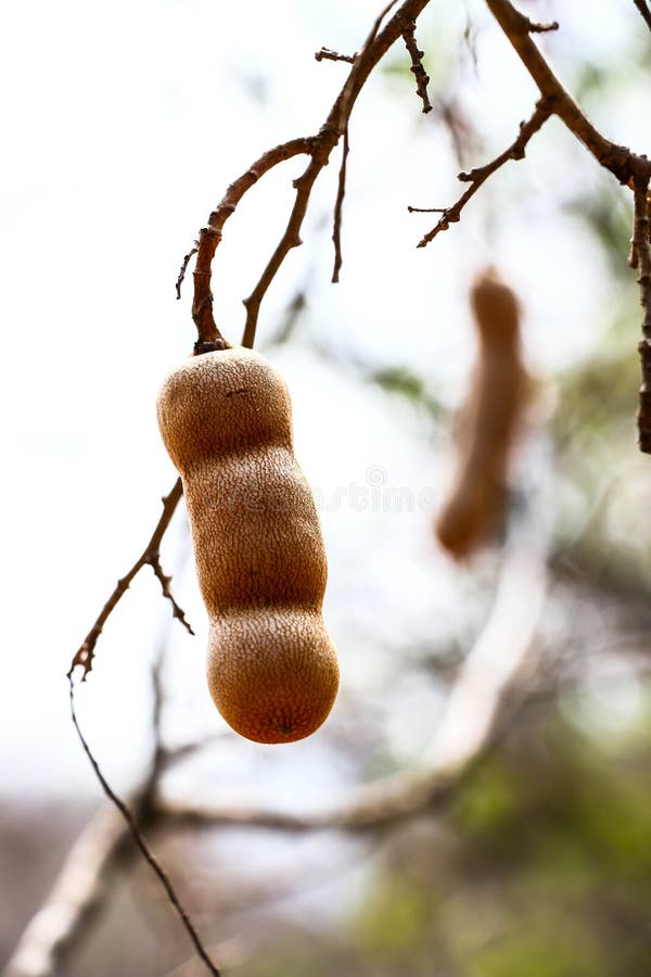 Cosecha De Tamarindo En árbol Foto de archivo - Imagen de camino ...