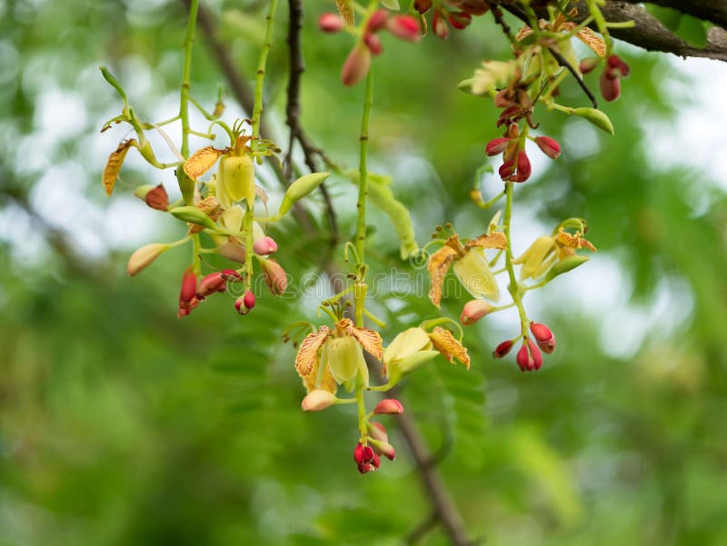 Tamarindus indica flower stock image. Image of flower - 282615313