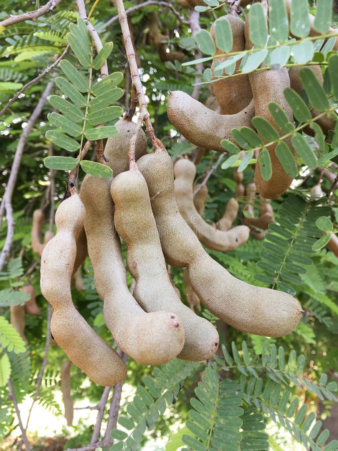 Fruit Jocote (Red Mombin, Purple Mombin, Hog Plum, Sineguela, Siriguela ...