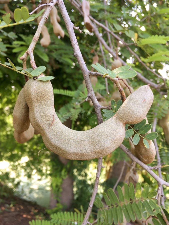 Tamarindus indica fruit stock photo. Image of close, leguminosae - 93722082