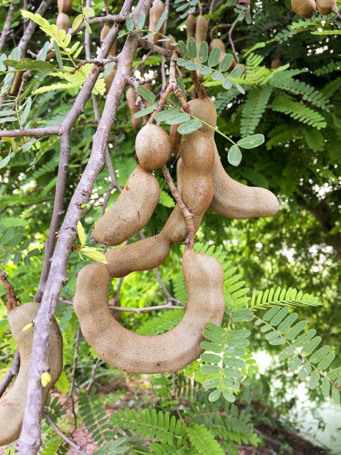 Tamarindus indica fruit stock image. Image of nature - 93721687
