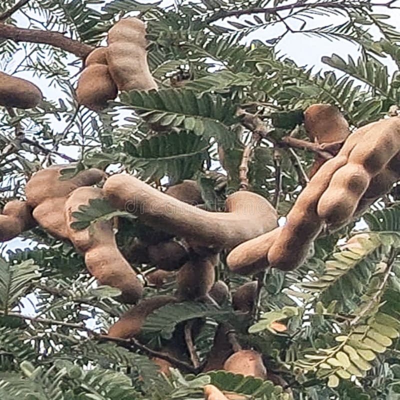 Tamarindus Indica Java Stock Photos - Free & Royalty-Free Stock Photos from Dreamstime