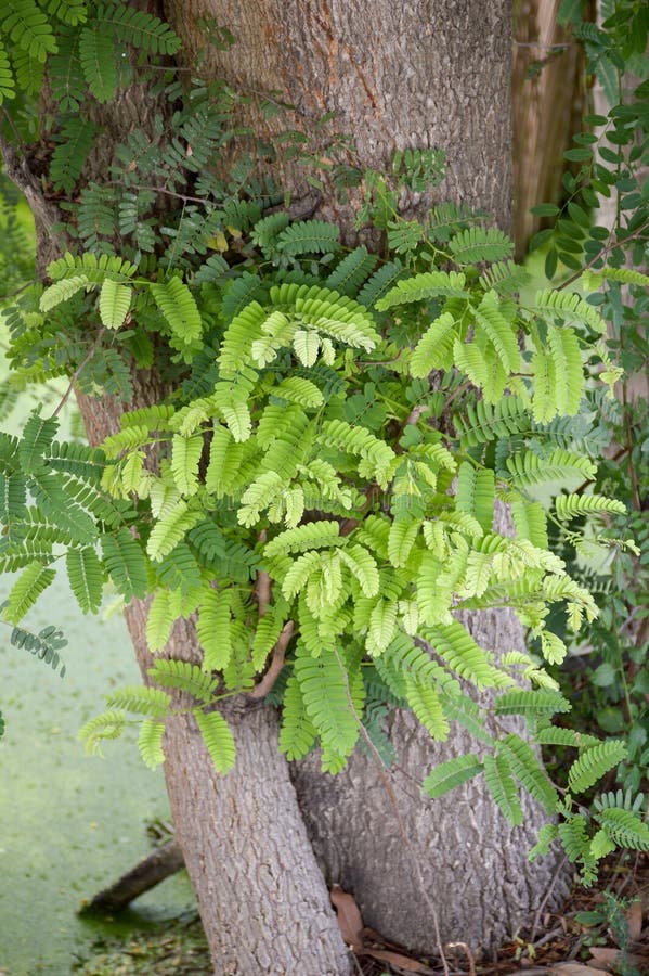 Tamarindus indica leaves stock image. Image of close - 96369099