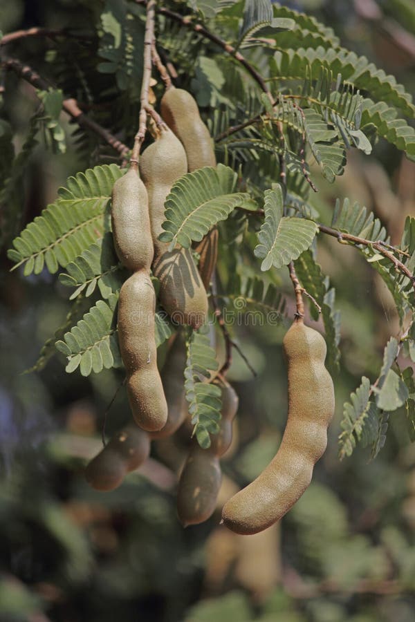 Tamarindus Indica stock image. Image of sour, india, shell - 31437239