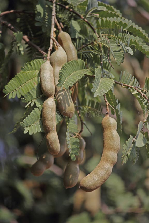 Tamarindus Indica stock image. Image of sour, india, shell - 31437239