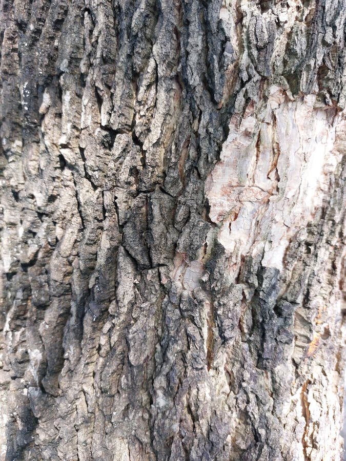 Tamarindus Indica Tree Trunk Stock Image - Image of plant, leaf: 242834561