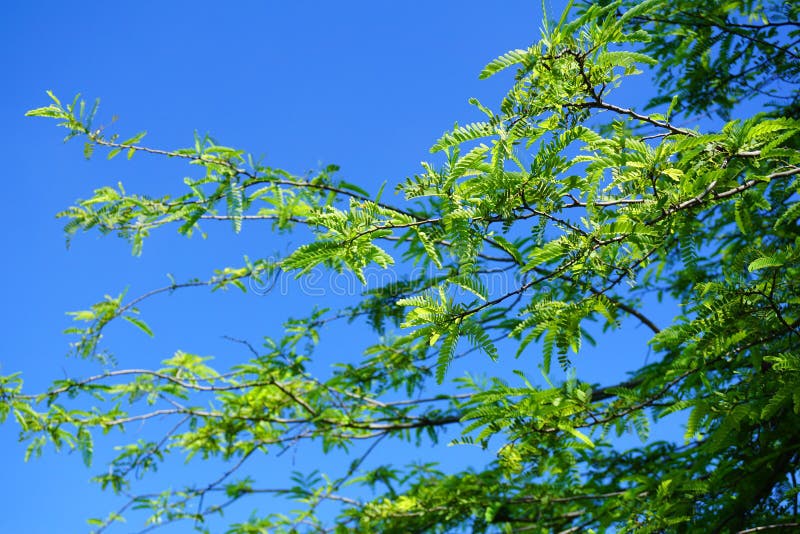 Reusachtige Tamarindeboom, Tamarindus Indica, in Bloem Stock Foto ...