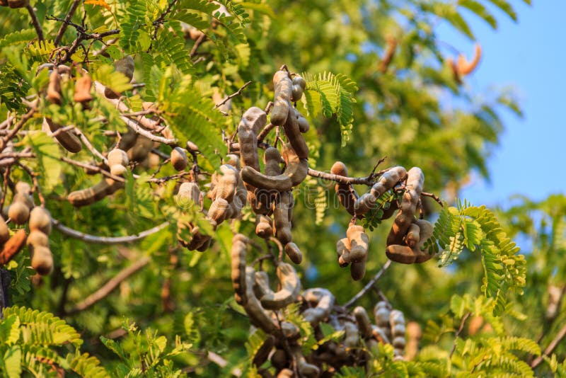 Arbre de tamarinier photo stock. Image du seul, individus - 38652010