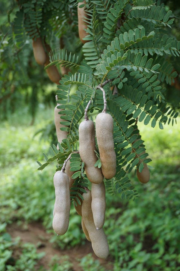 Arbre de tamarinier photo stock. Image du nature, mûr - 47028216