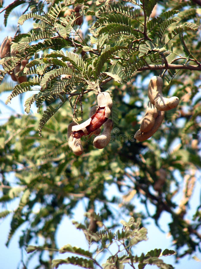 Tamarinier image stock. Image du branchement, peau, lames - 5424251