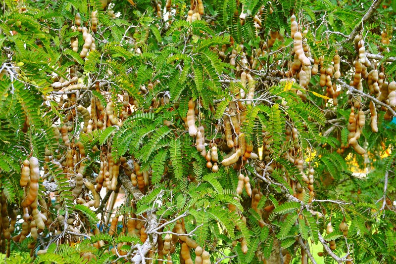Arbre de tamarinier photo stock. Image du nature, mûr - 47028216