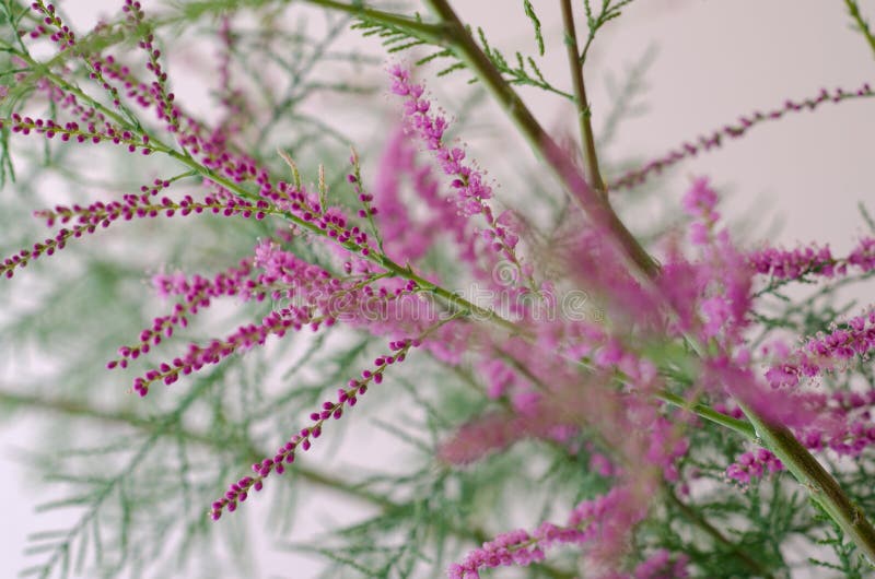 Tamarisk Branch stock image. Image of pink, flowers, macro - 32683857