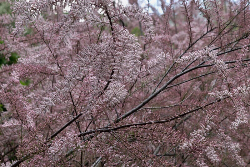 Tamarisk bush stock image. Image of blooming, plant, shrub - 79317989
