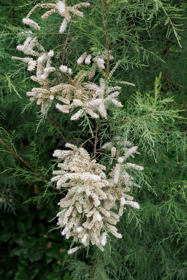 Tamarisk, Tamarix Gallica, Flowering in Padstow Cornwall Stock Image ...