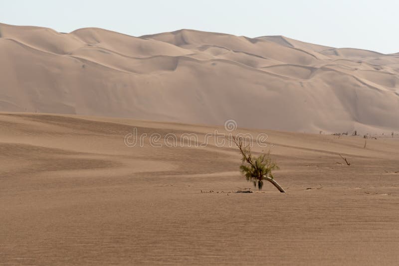 Tamarisk Tree in the Desert Stock Photo - Image of human, adventure ...