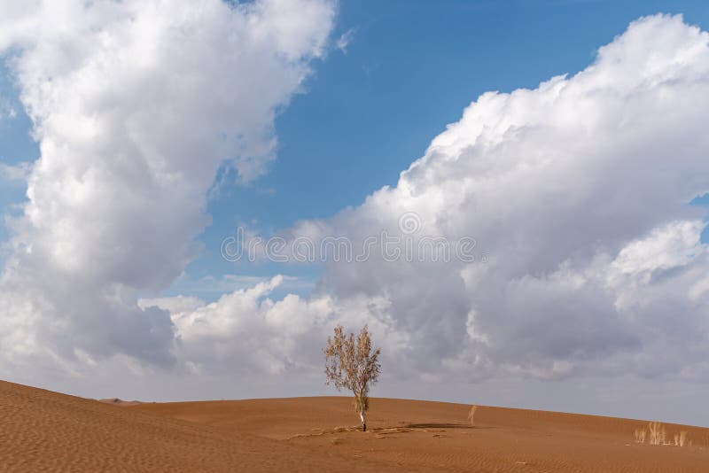 Tamarisk Tree in the Desert Stock Photo - Image of shadows, cloudy ...