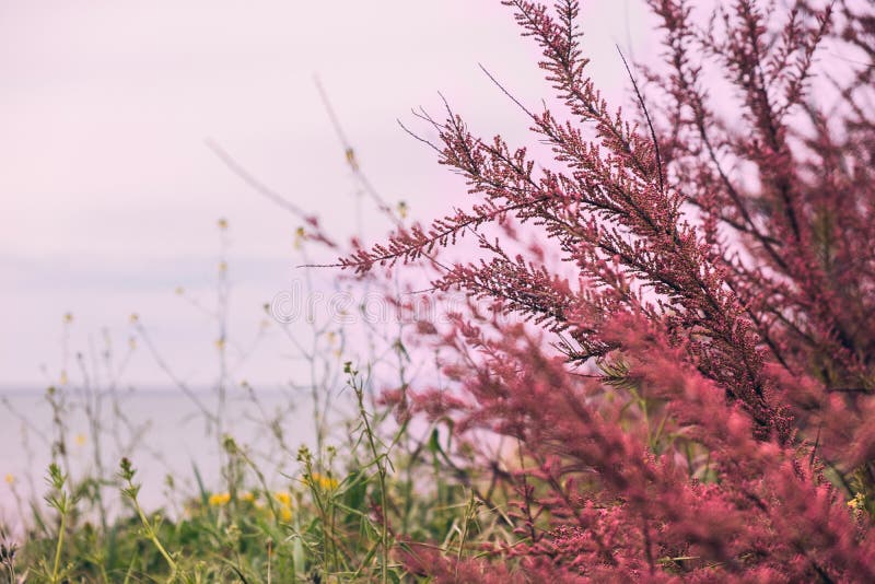 Tamarix. Blooming Rose Bushes Stock Image - Image of gardening, meadow ...