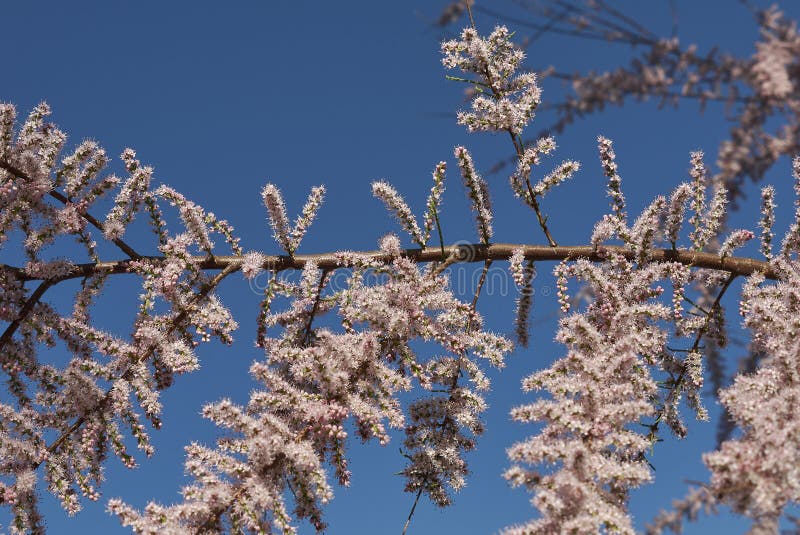 Tamarix gallica in bloom stock image. Image of natural - 181212111