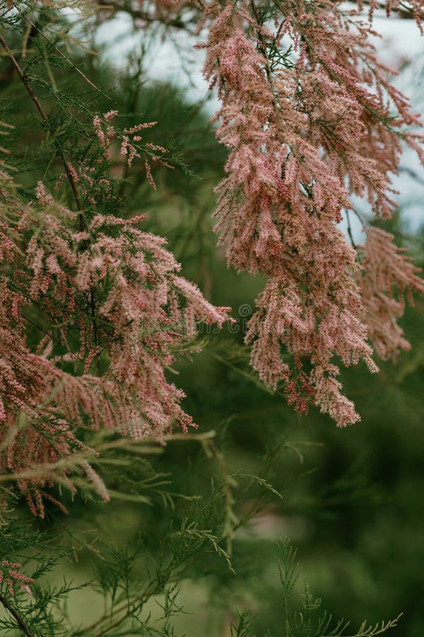 Tamarix Pink Cascade Stock Photos - Free & Royalty-Free Stock Photos ...