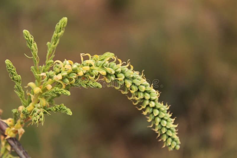 Tamarix Sp Tree Flowers and Branches. Stock Image - Image of plant ...