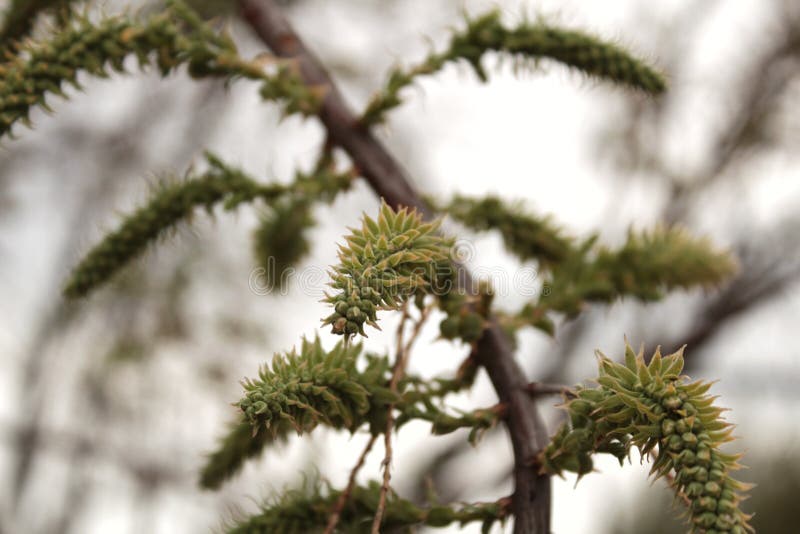 Tamarix Sp Tree Flowers and Branches. Stock Photo - Image of spring ...