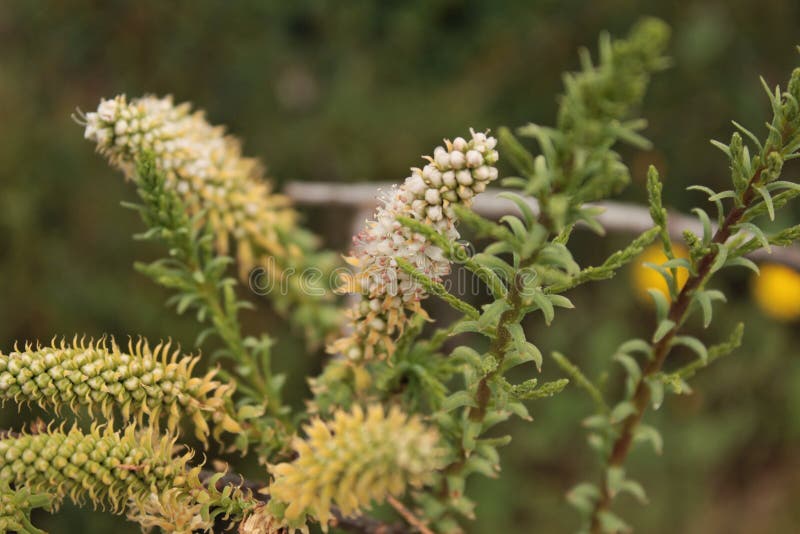 Tamarix Sp Tree Flowers and Branches. Stock Image - Image of tenderness ...