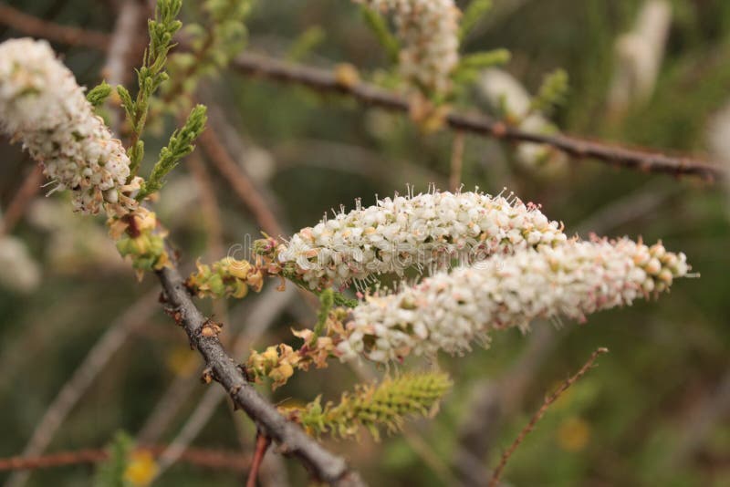 Tamarix Sp Tree Flowers and Branches. Stock Image - Image of botany ...