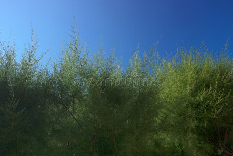 Tamarix Tree in Iranian Desert. Stock Photo - Image of persian, arid ...