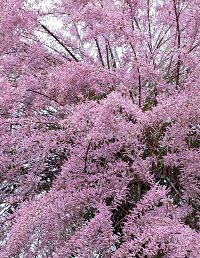 Tamarix tree stock image. Image of cedar, pink, blooming - 54473409