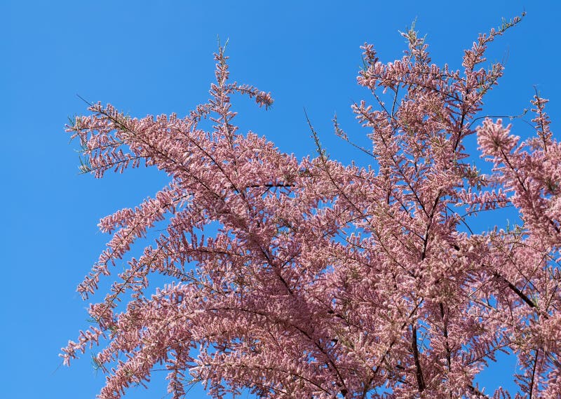 Tamarix tree stock photo. Image of salt, blossom, tamarisk - 54537174
