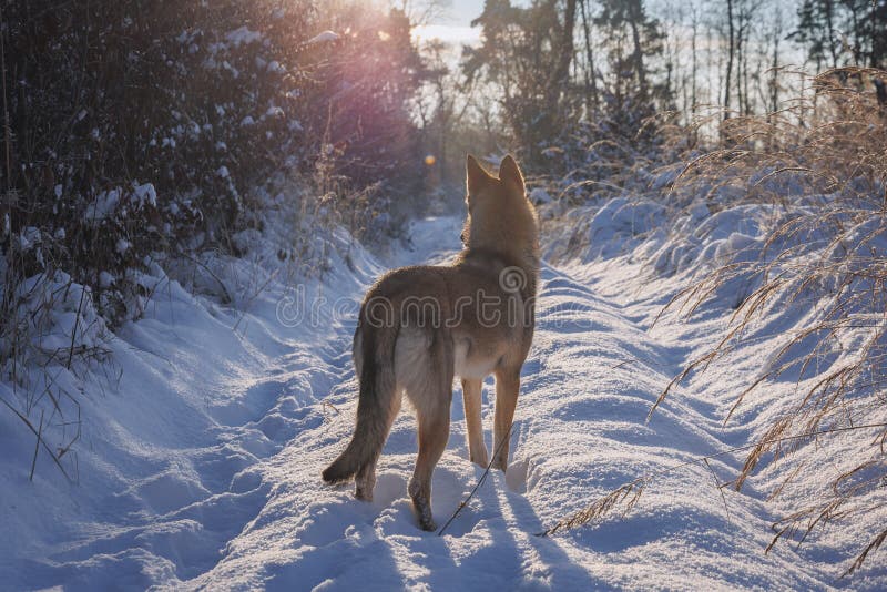 Tamaskan dog in Poland stock photo. Image of pupil, domestic - 265548292