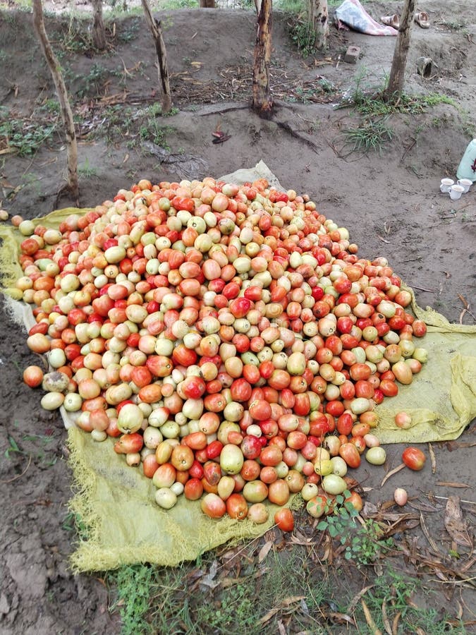 Tamatar Ki Kheti High Quality Image Stock Photo - Image of quality ...