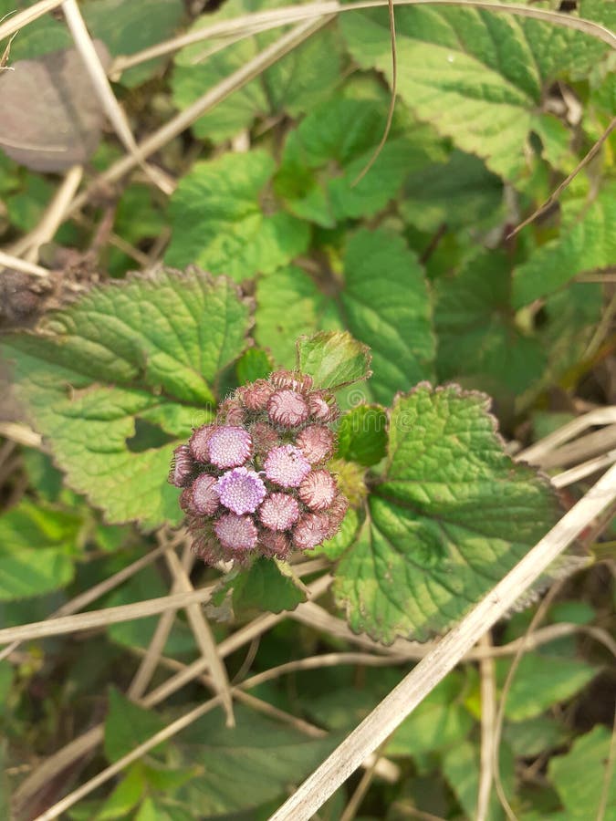 Tambaco Tree Green Wallpaper Must Stock Photo - Image of tambaco ...