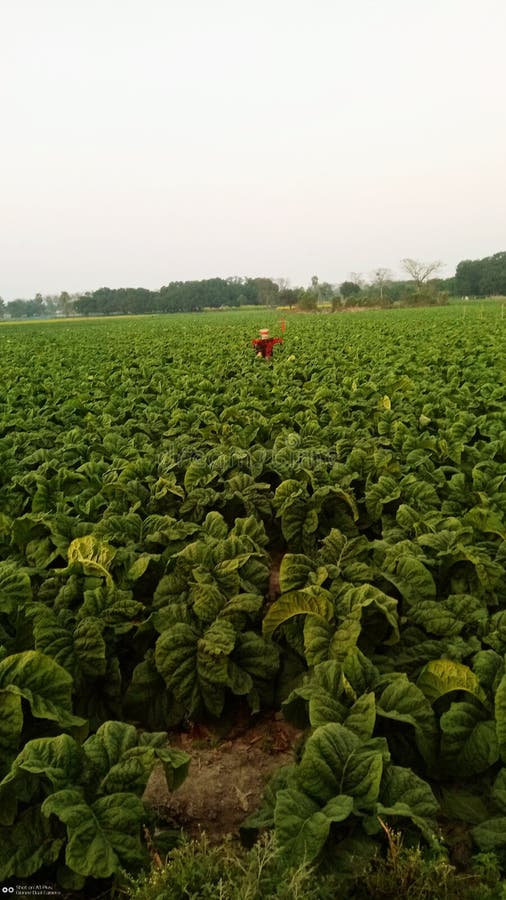 Tambakoo Green Plants in Bihar Village Stock Photo - Image of plants ...