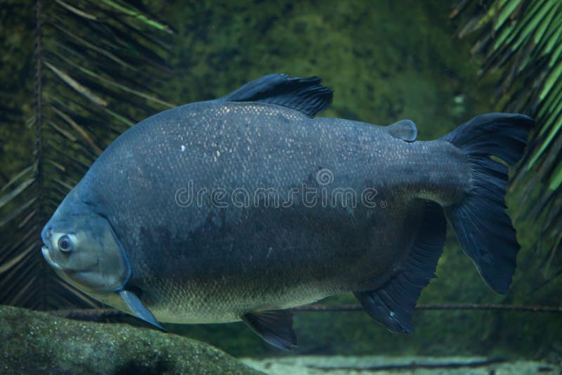 Tambaqui Colossoma Macropomum, Also Known As the Black Pacu, Black ...