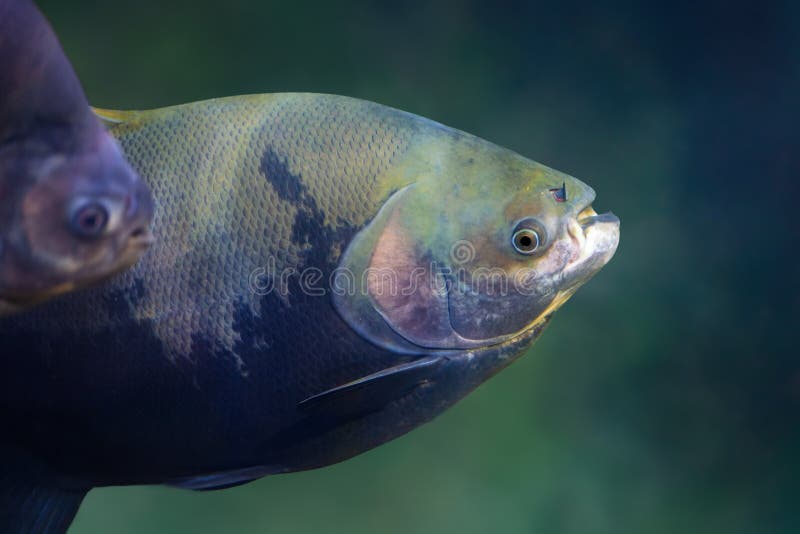 Tambaqui - Freshwater fish stock photo. Image of macropomum - 310168874